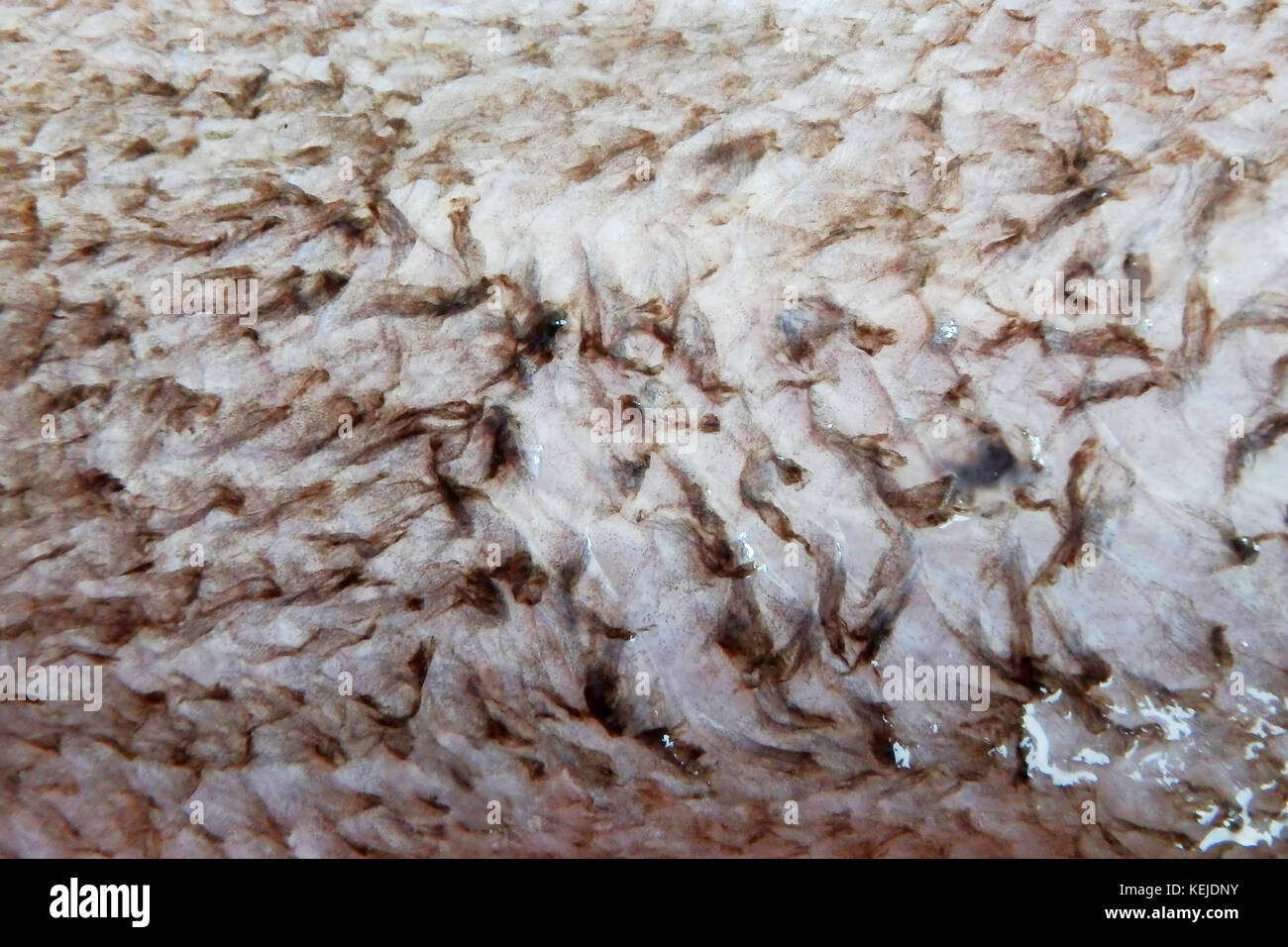 Close Up Shot of Fish Scales Stock Photo - Alamy