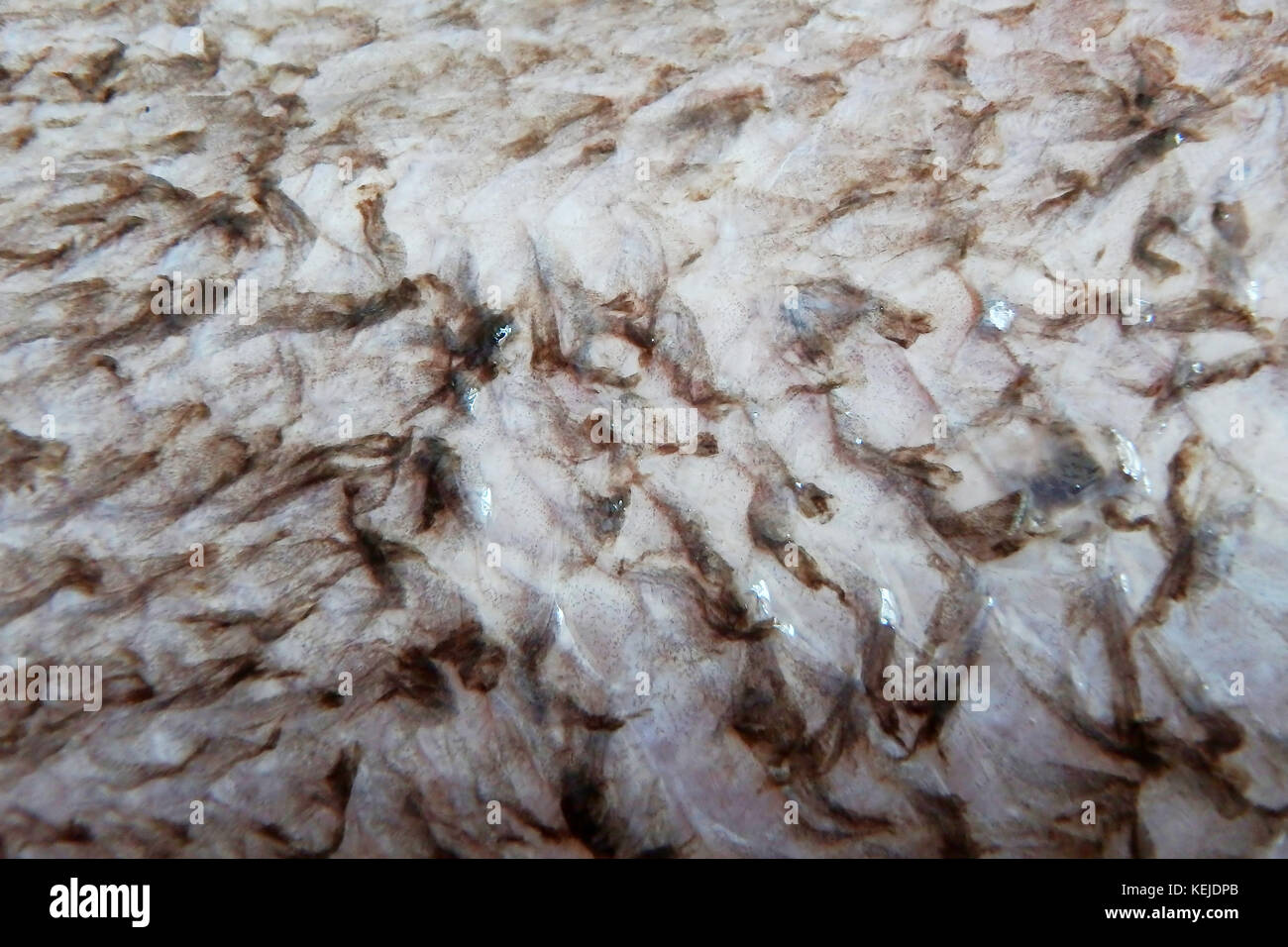 Close Up Shot of Fish Scales Stock Photo - Alamy
