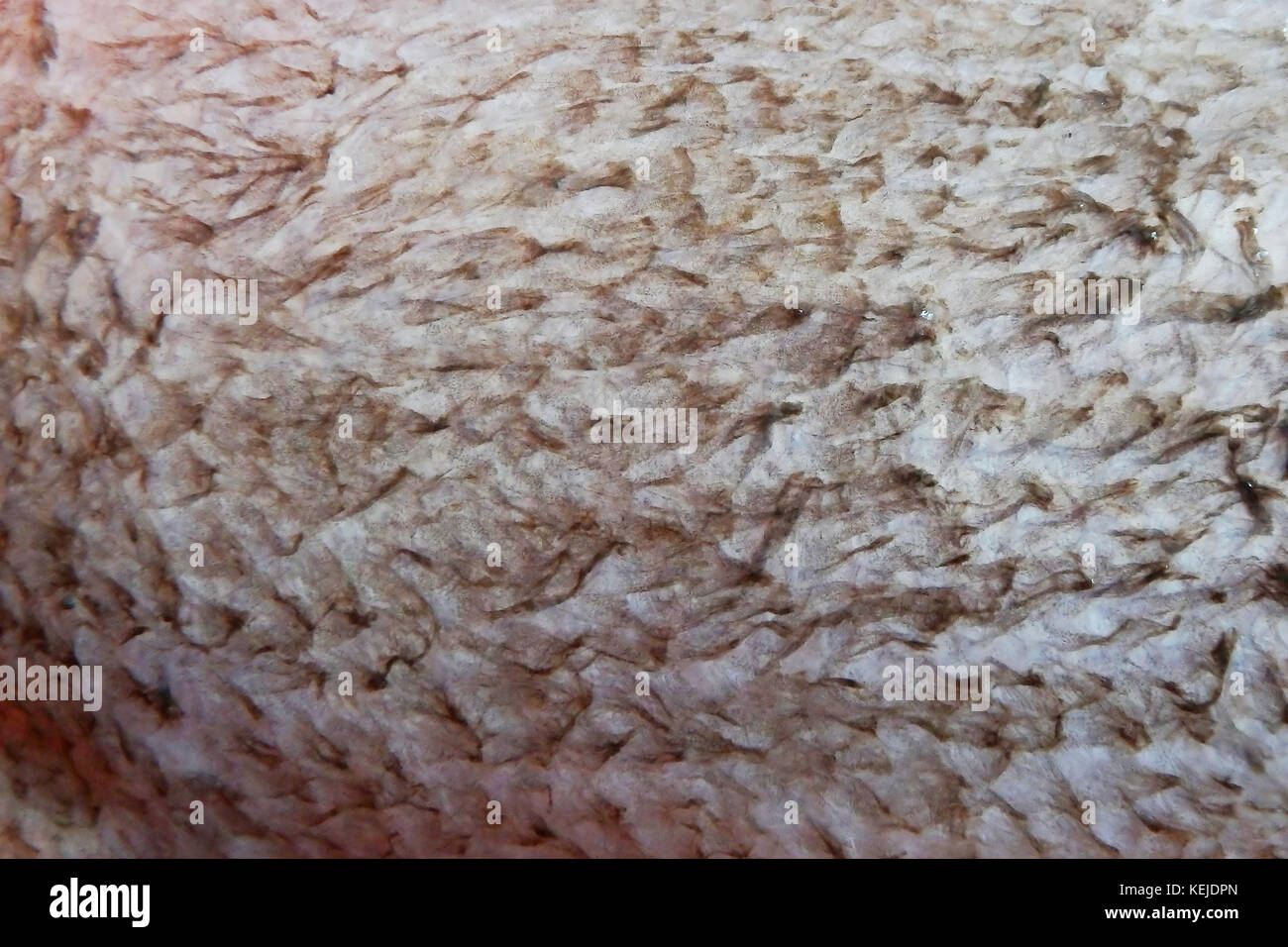 Close Up Shot of Fish Scales Stock Photo - Alamy