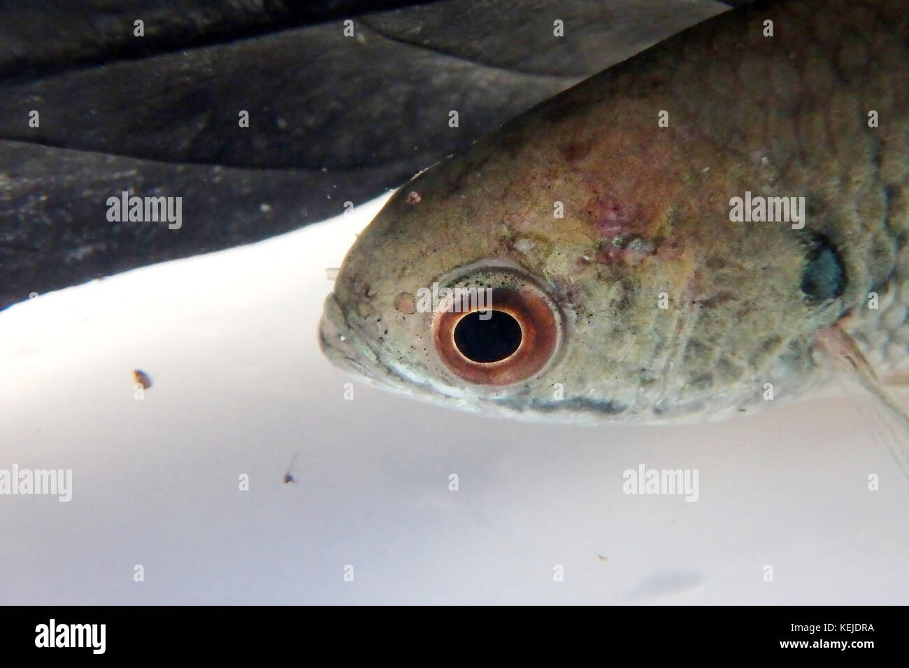 Close Up Shot of a Fish Stock Photo - Alamy