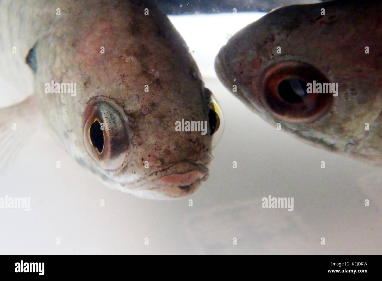 Close Up Shot of a Fish Stock Photo - Alamy