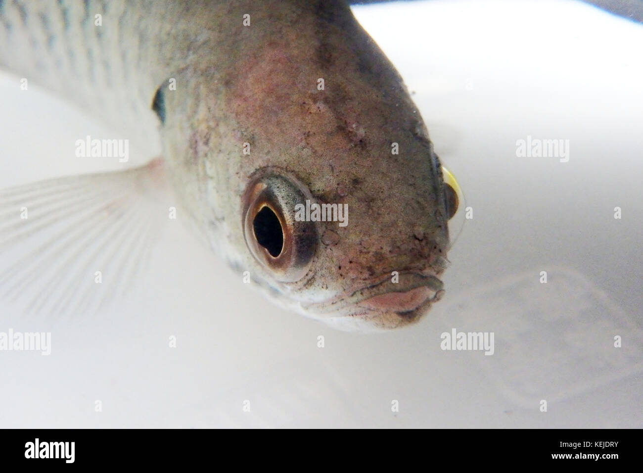 Close Up Shot of a Fish Stock Photo - Alamy
