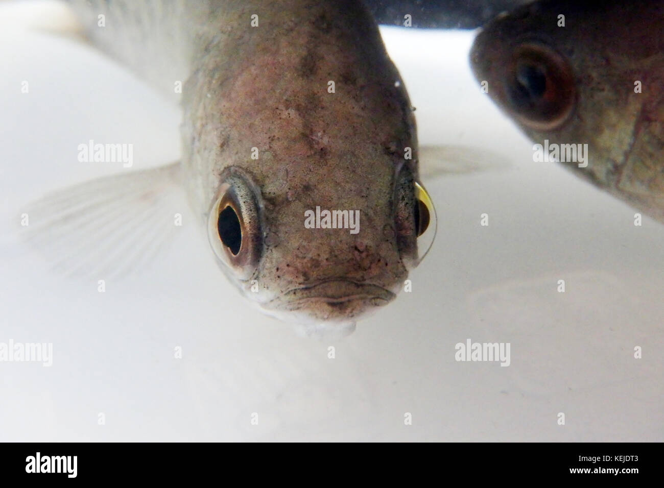 Close Up Shot of a Fish Stock Photo - Alamy
