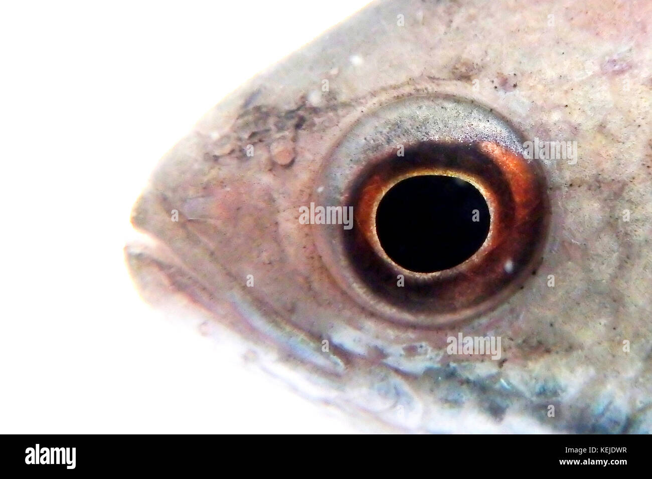Close Up Shot of a Fish Stock Photo - Alamy
