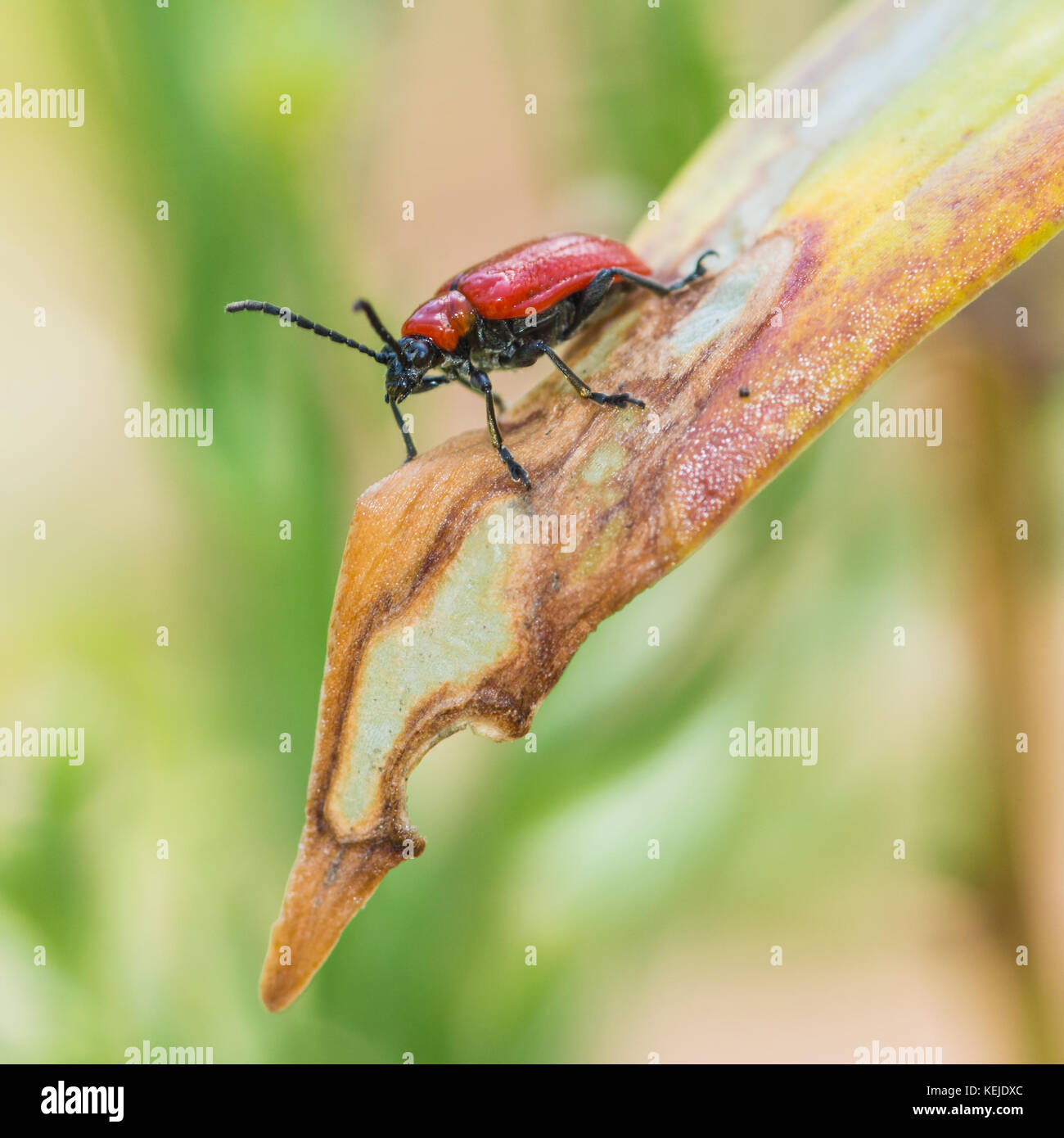 Beetle sitting leaf hi-res stock photography and images - Alamy