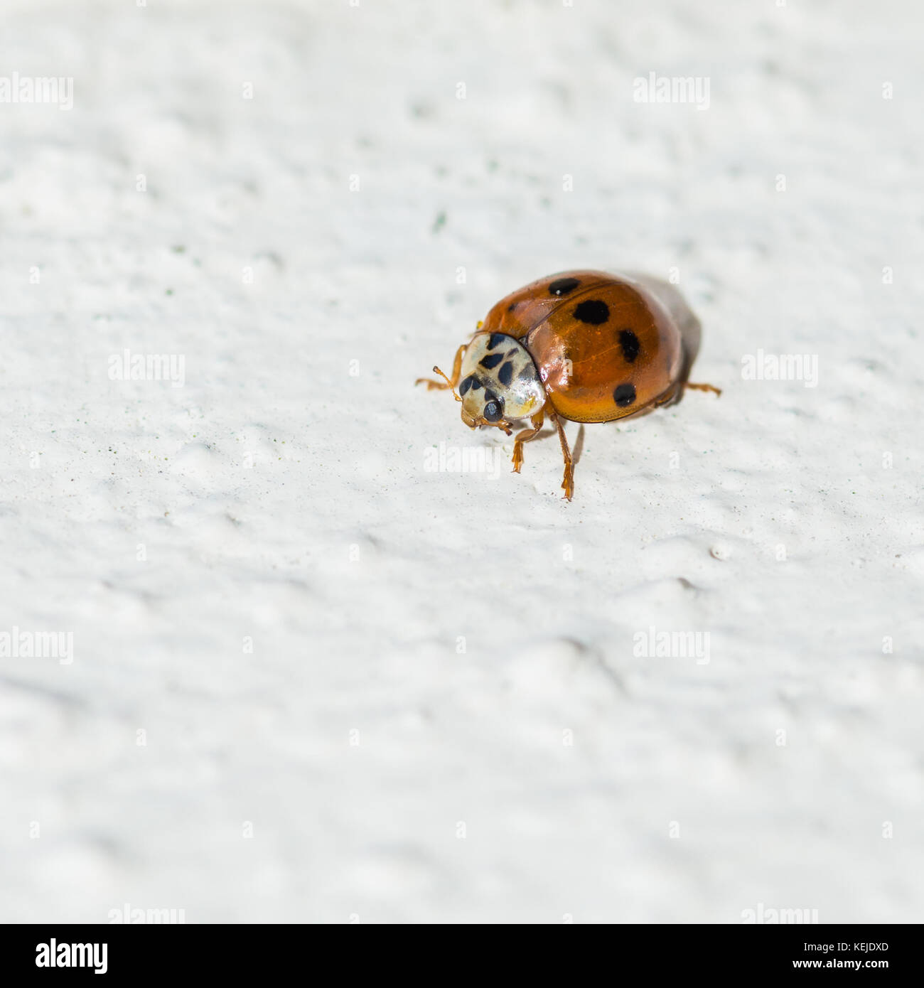 Ladybug ladybird coccinellidae climbing hi-res stock photography and ...