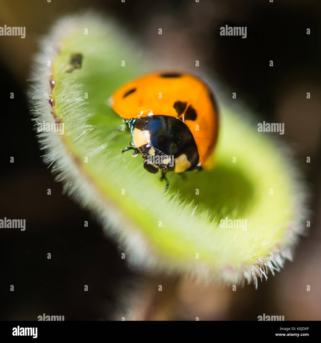 A macro shot of a seven spotted ladybird Stock Photo - Alamy