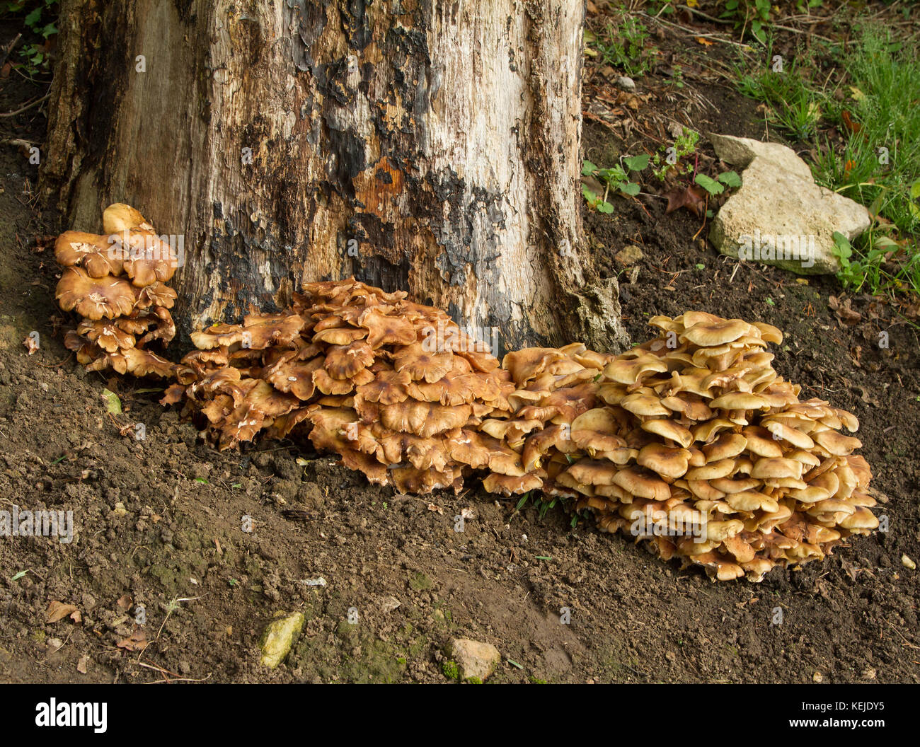 Honey Fungus (Armillaria mellea) at base of Oak tree stump Stock Photo ...