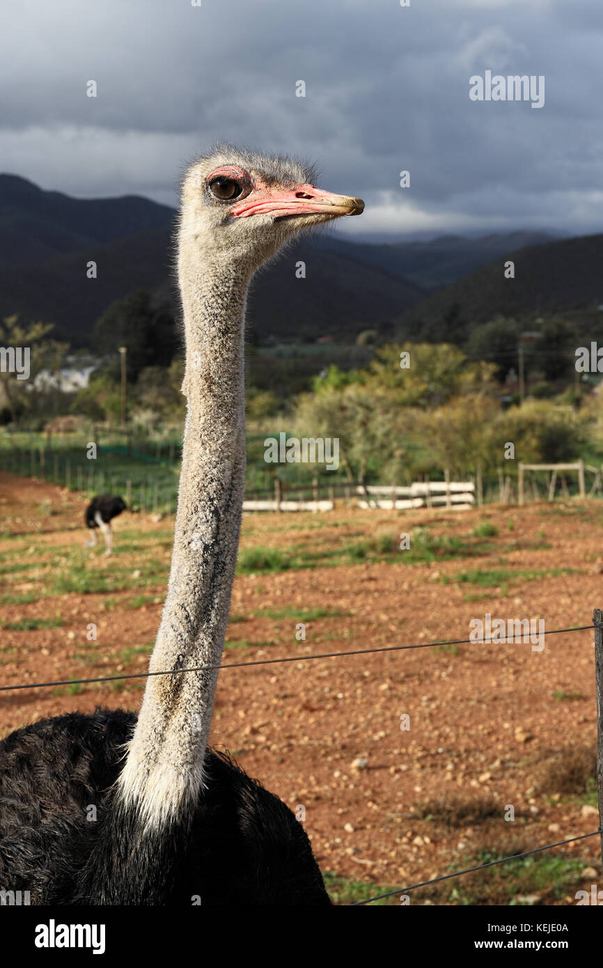 Safari ostrich farm karoo hi-res stock photography and images - Alamy