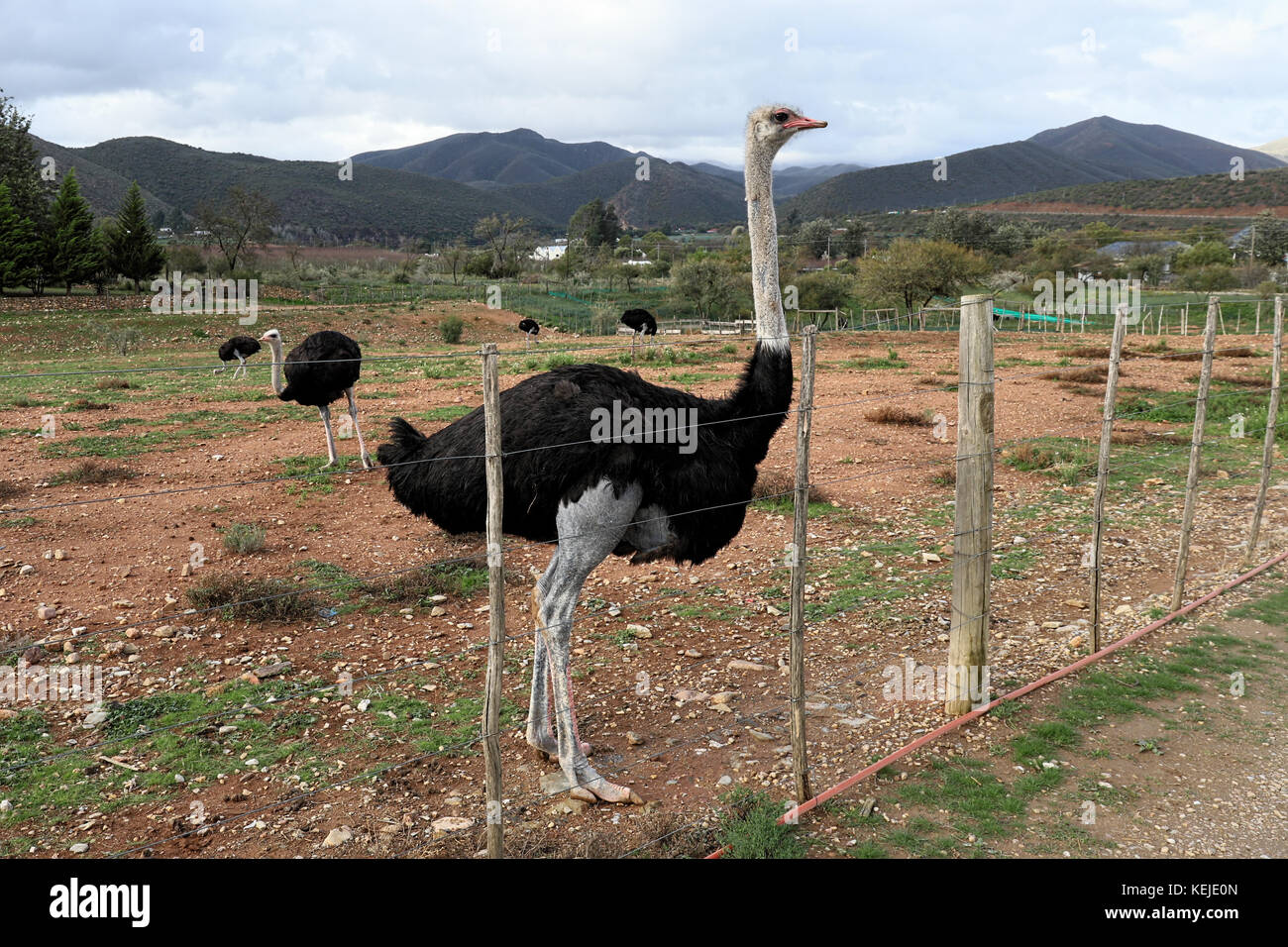 Big karoo hi-res stock photography and images - Alamy