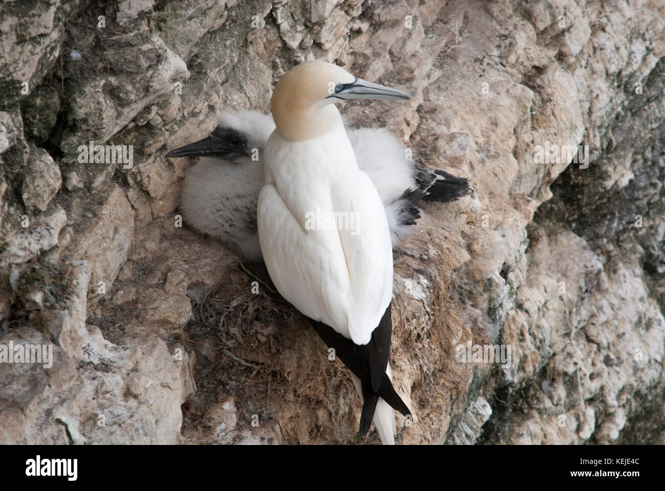Solan birds hi-res stock photography and images - Alamy