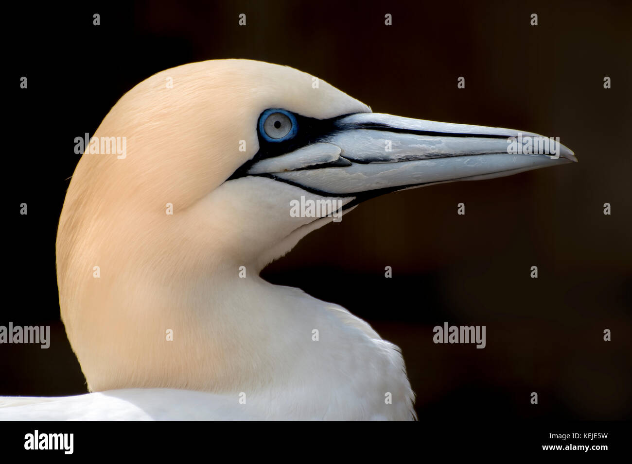 Solan birds hi-res stock photography and images - Alamy