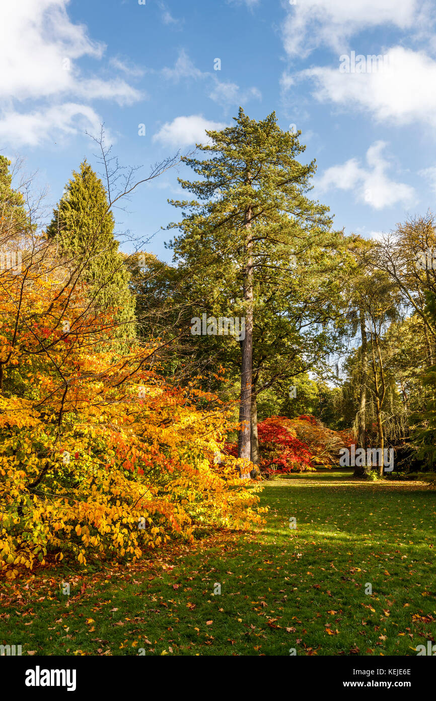Westonbirt arboretum hi-res stock photography and images - Alamy