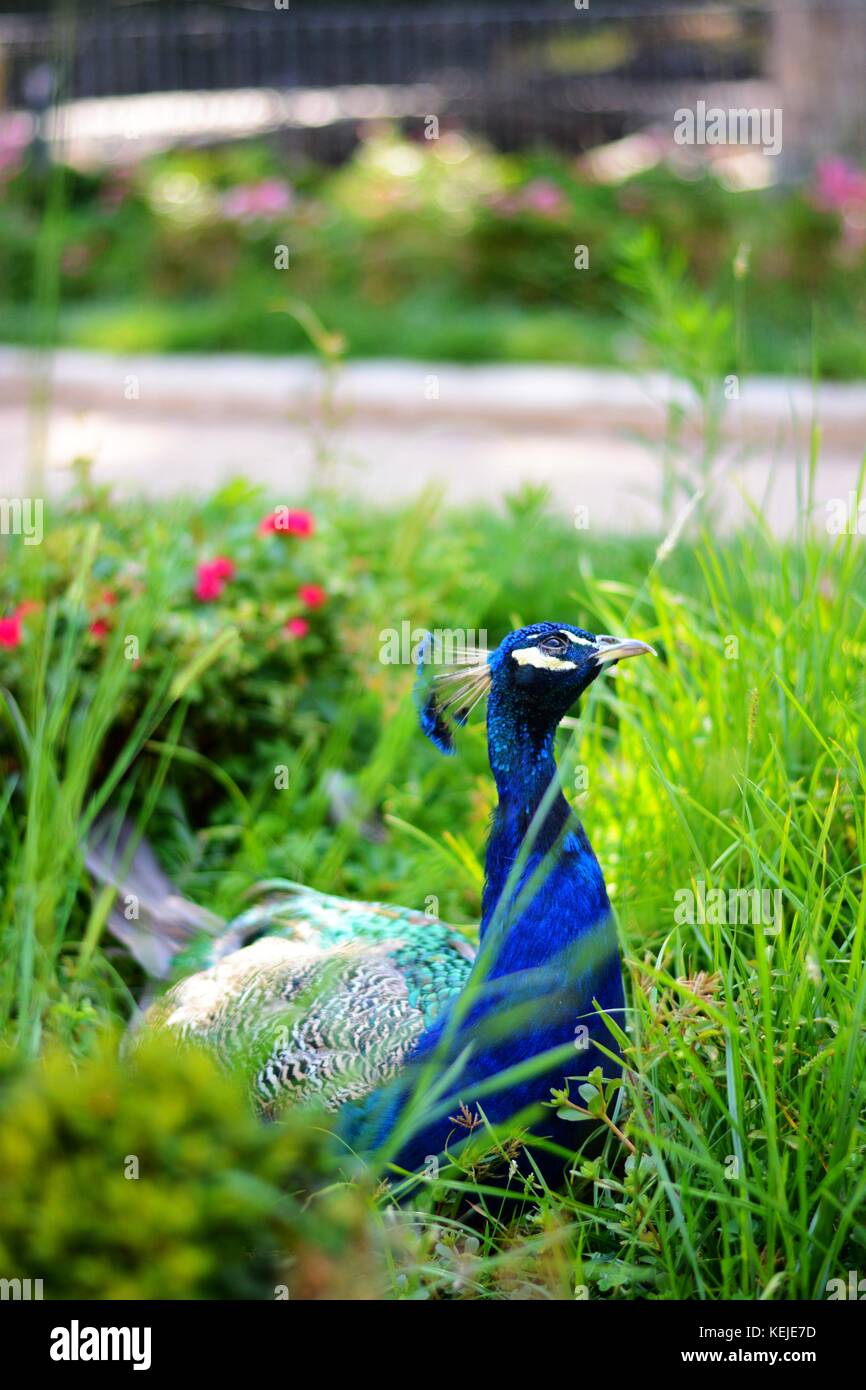 Real peacock hi-res stock photography and images - Alamy