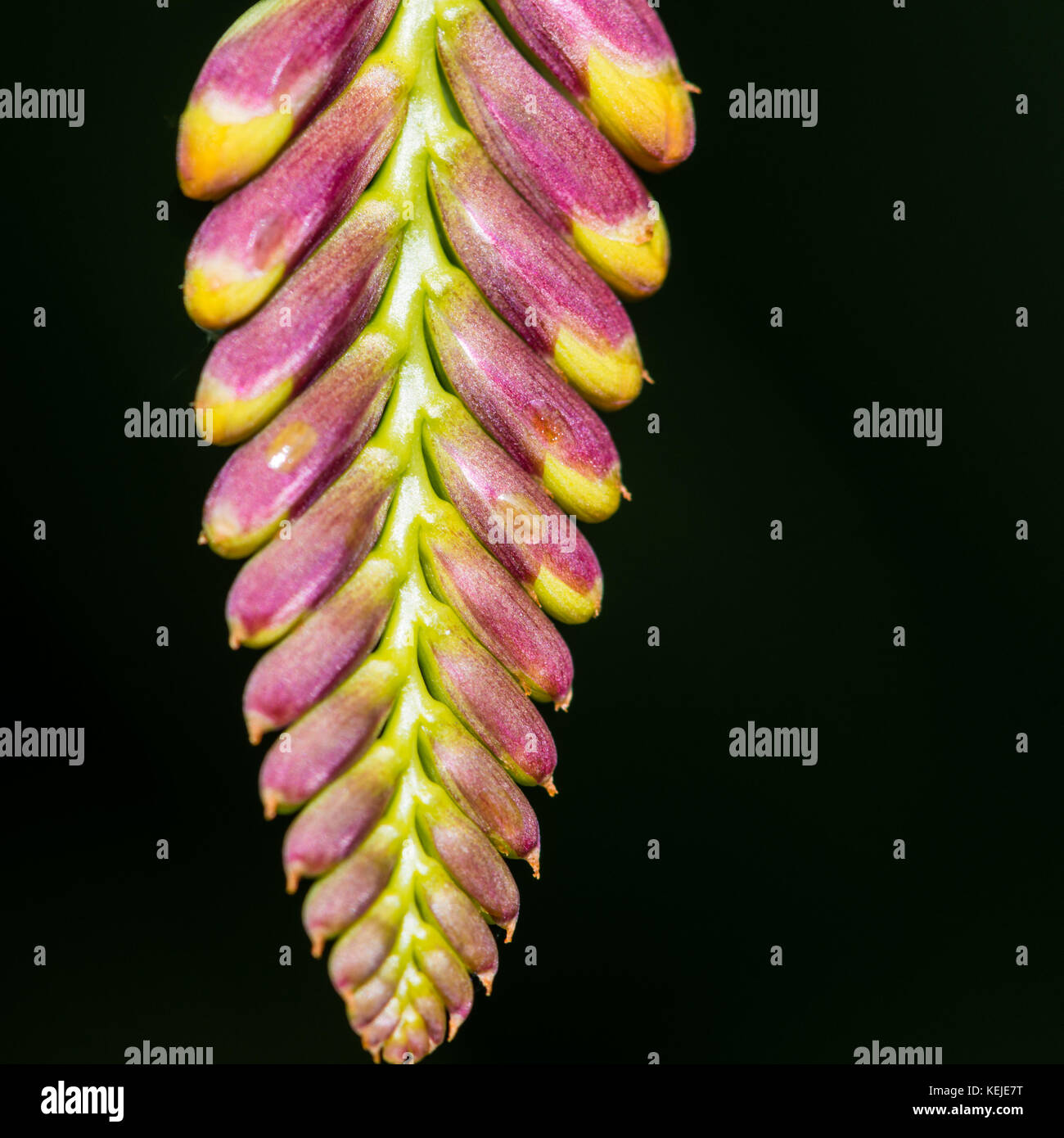 Crocosmia flower hi-res stock photography and images - Alamy