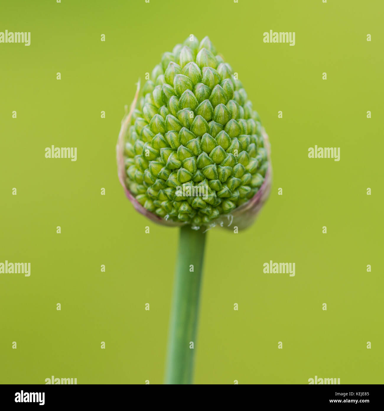 Allium plant hi-res stock photography and images - Alamy