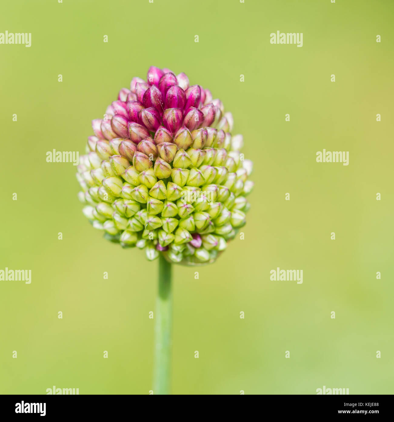 A macro shot of a single allium blooms against a green background Stock ...