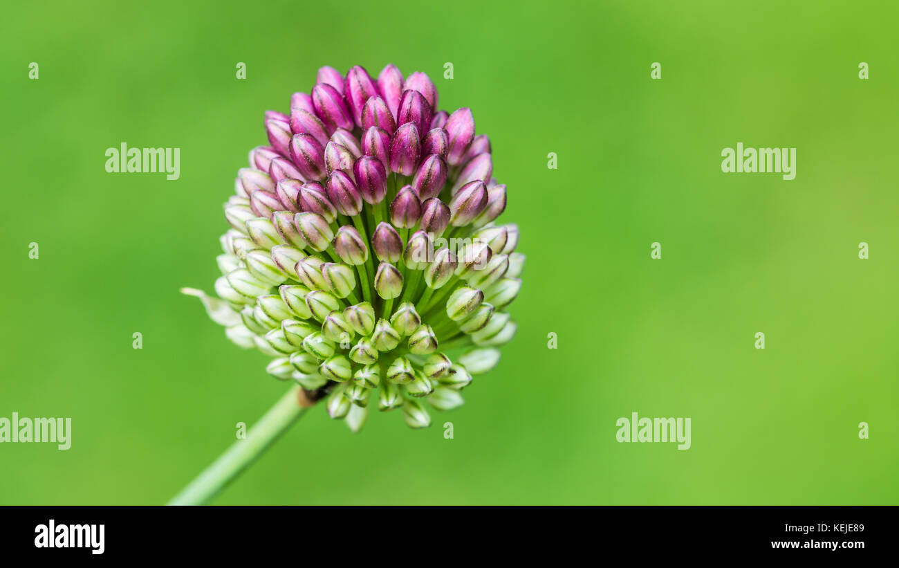A macro shot of a single allium blooms against a green background Stock ...