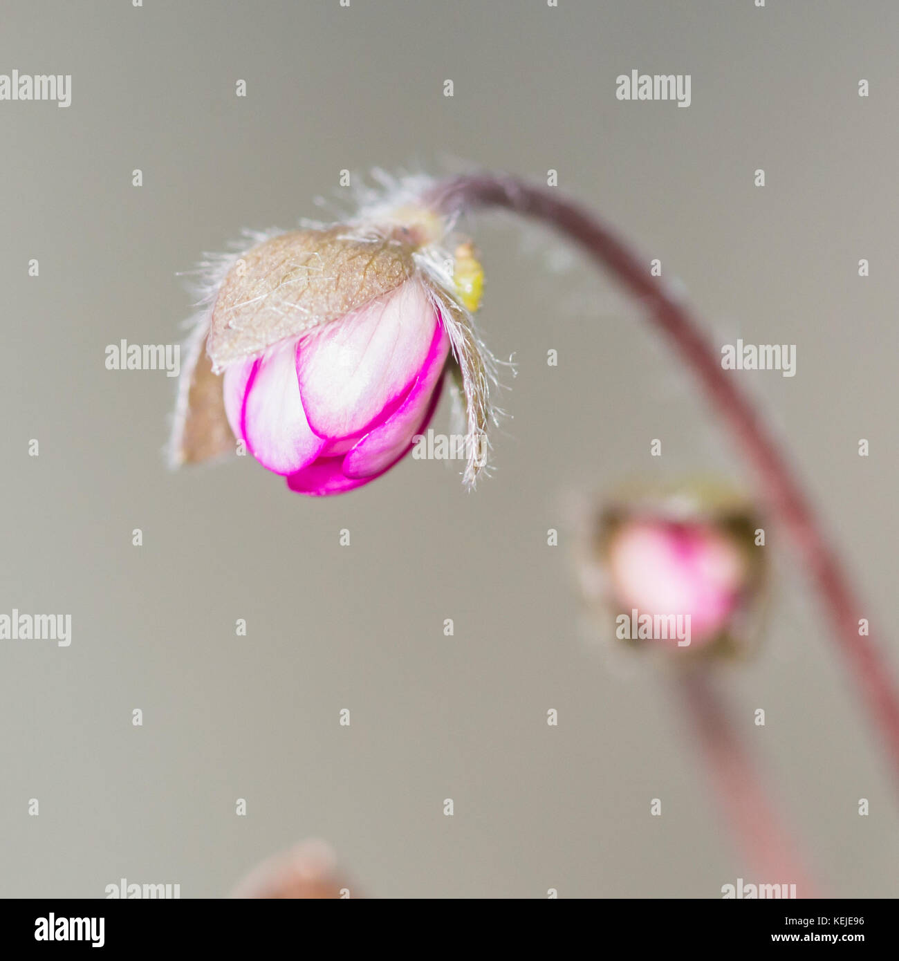 A macro shot of a pink hepatica flower bud Stock Photo - Alamy
