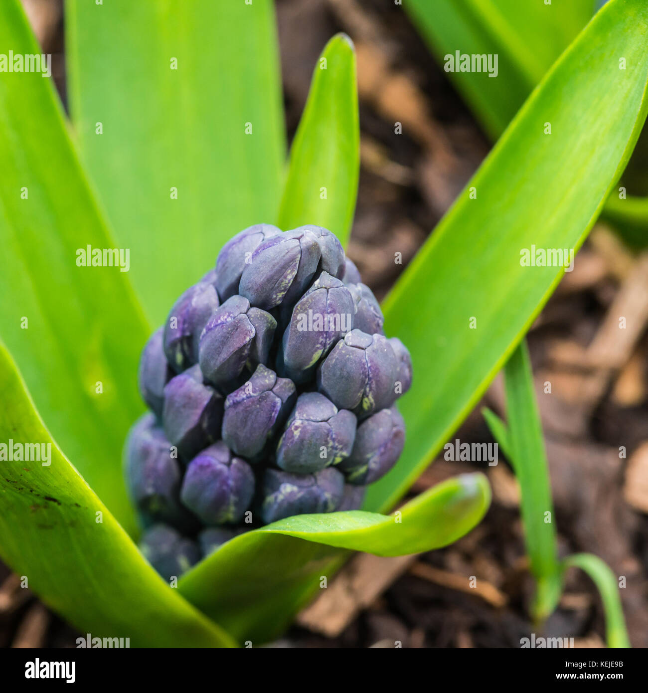 A macro shot of the blooms of a hyacinth delft blue emerging Stock ...