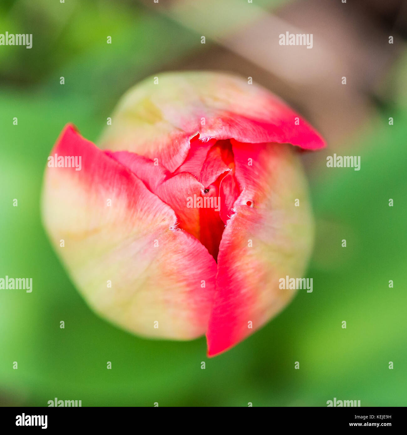 Open flower and bud hi-res stock photography and images - Alamy
