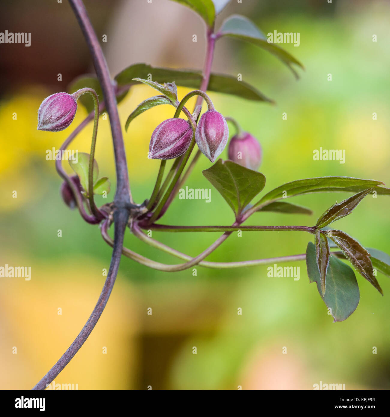 A macro shot of some clematis montana flower buds Stock Photo - Alamy