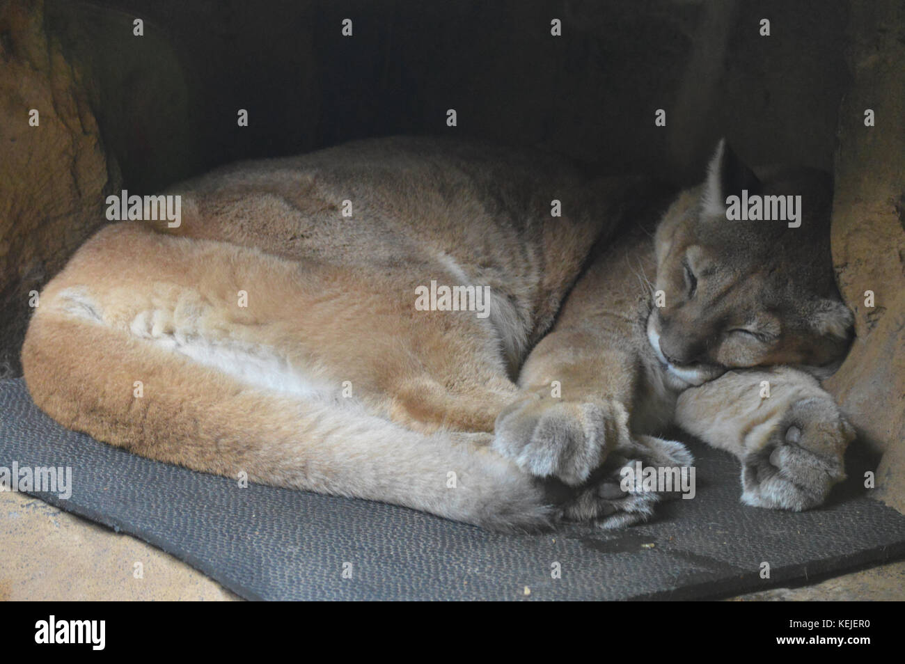 Sleeping Cougar Stock Photos & Sleeping Cougar Stock Images - Alamy