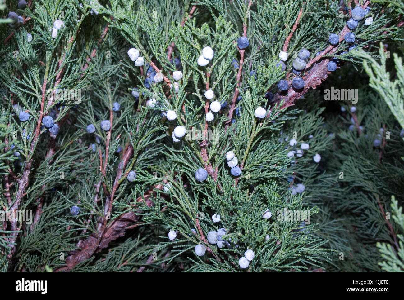 Juniper shrub with cones in autumn Stock Photo - Alamy
