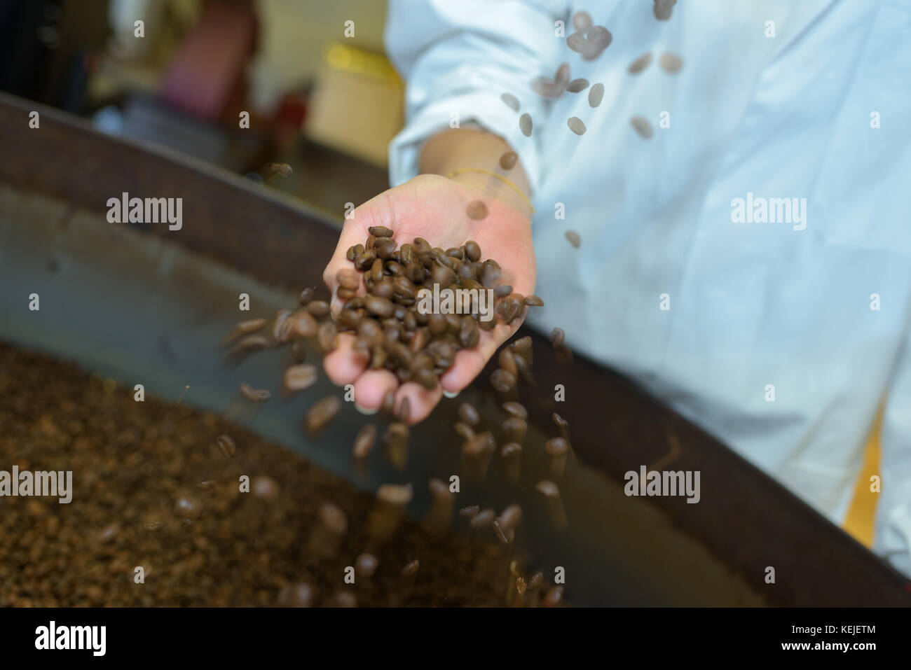 checking coffee beans during roasting process at the factory Stock ...