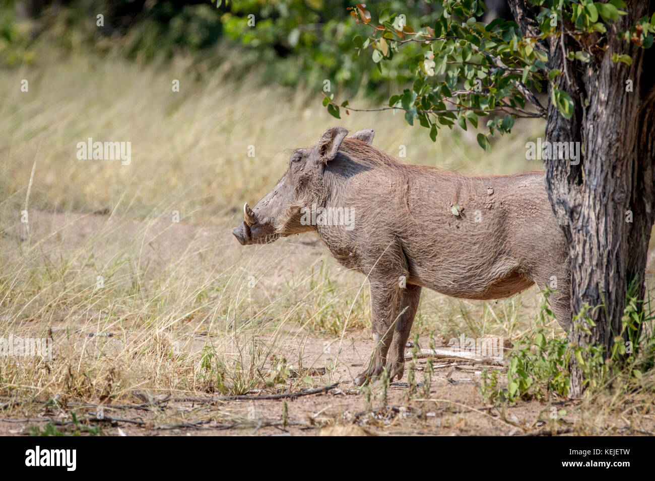 Side profile warthog phacochoerus hi-res stock photography and images ...