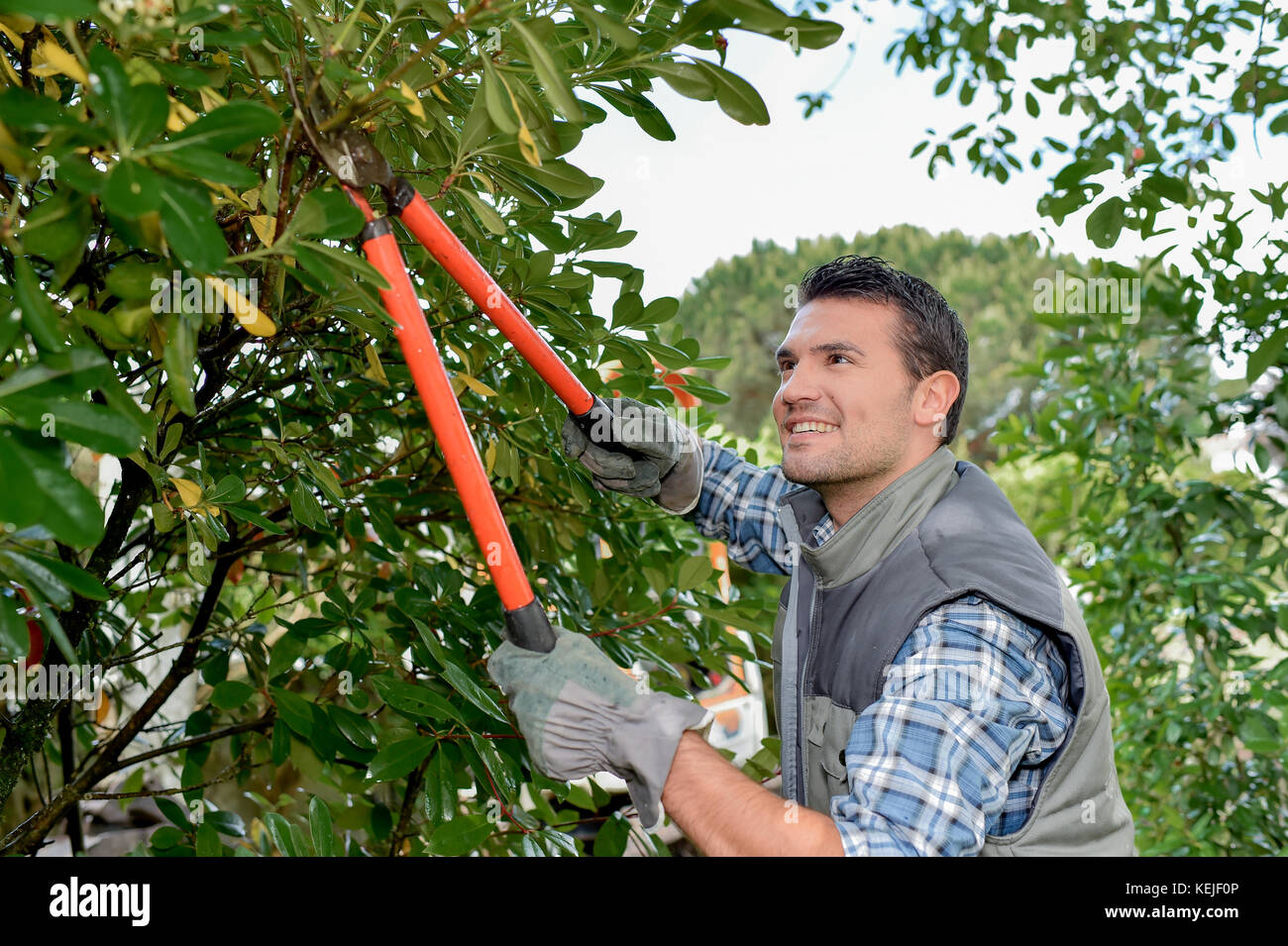 Trimming a tree Stock Photo - Alamy