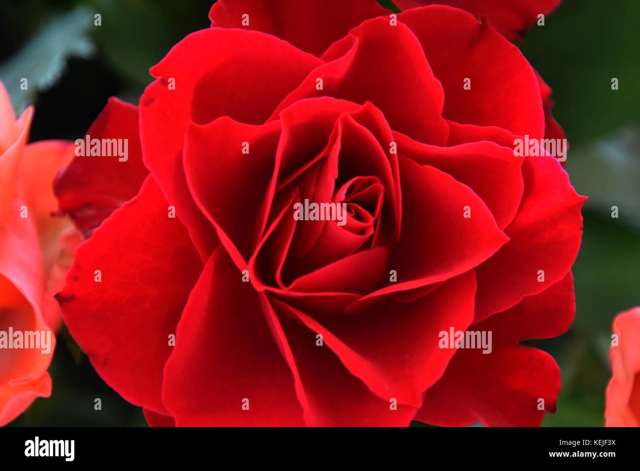 Beauty red rose bud Stock Photo - Alamy