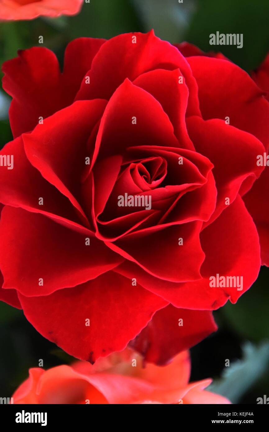 Beauty red rose bud Stock Photo - Alamy
