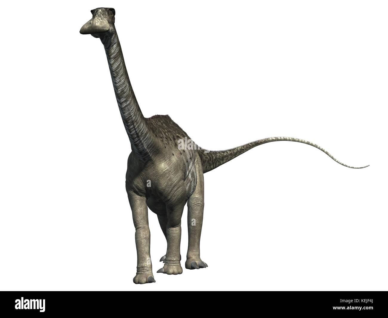 Nigersaurus dinosaur hi-res stock photography and images - Alamy