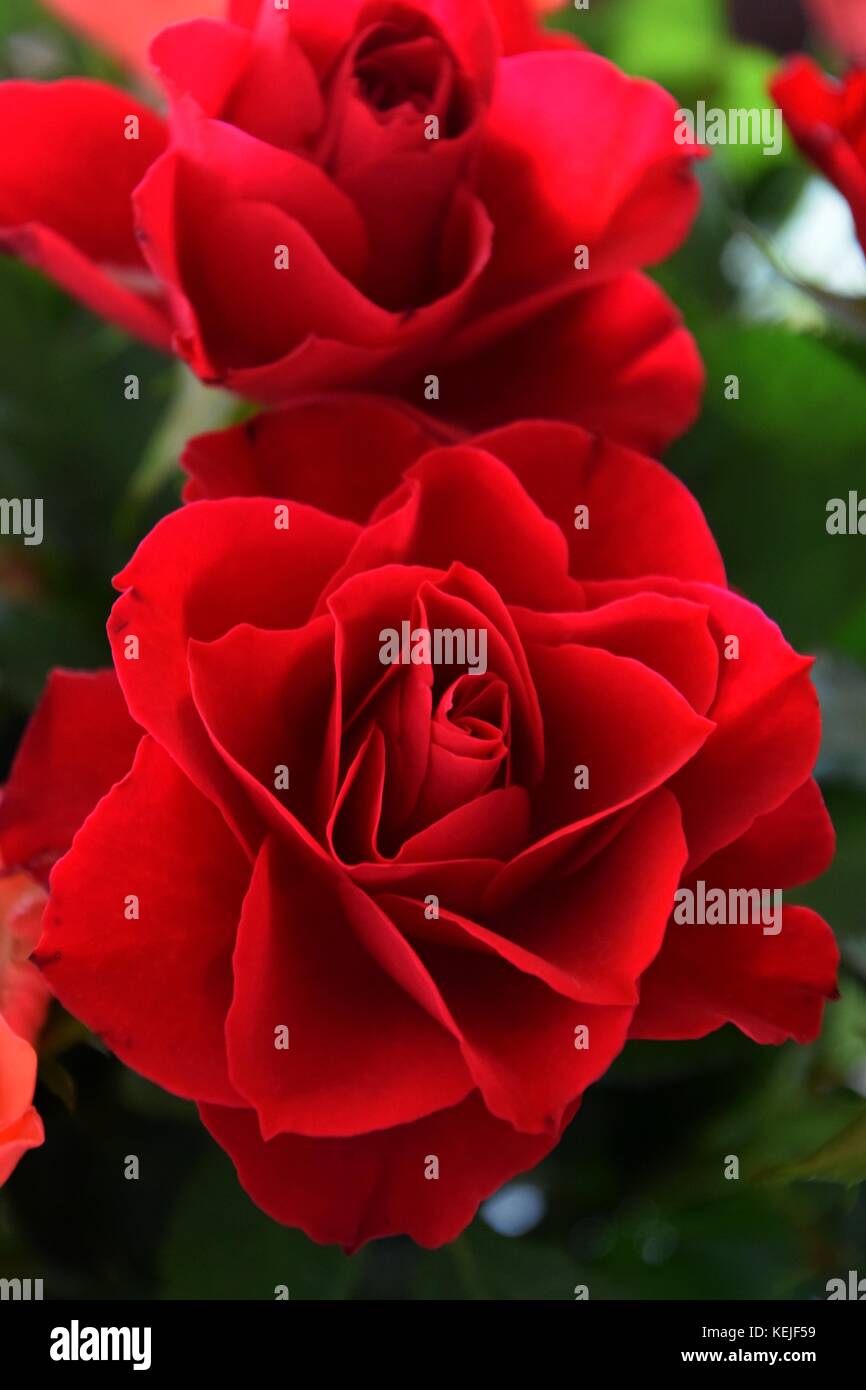 Beauty red rose bud Stock Photo - Alamy