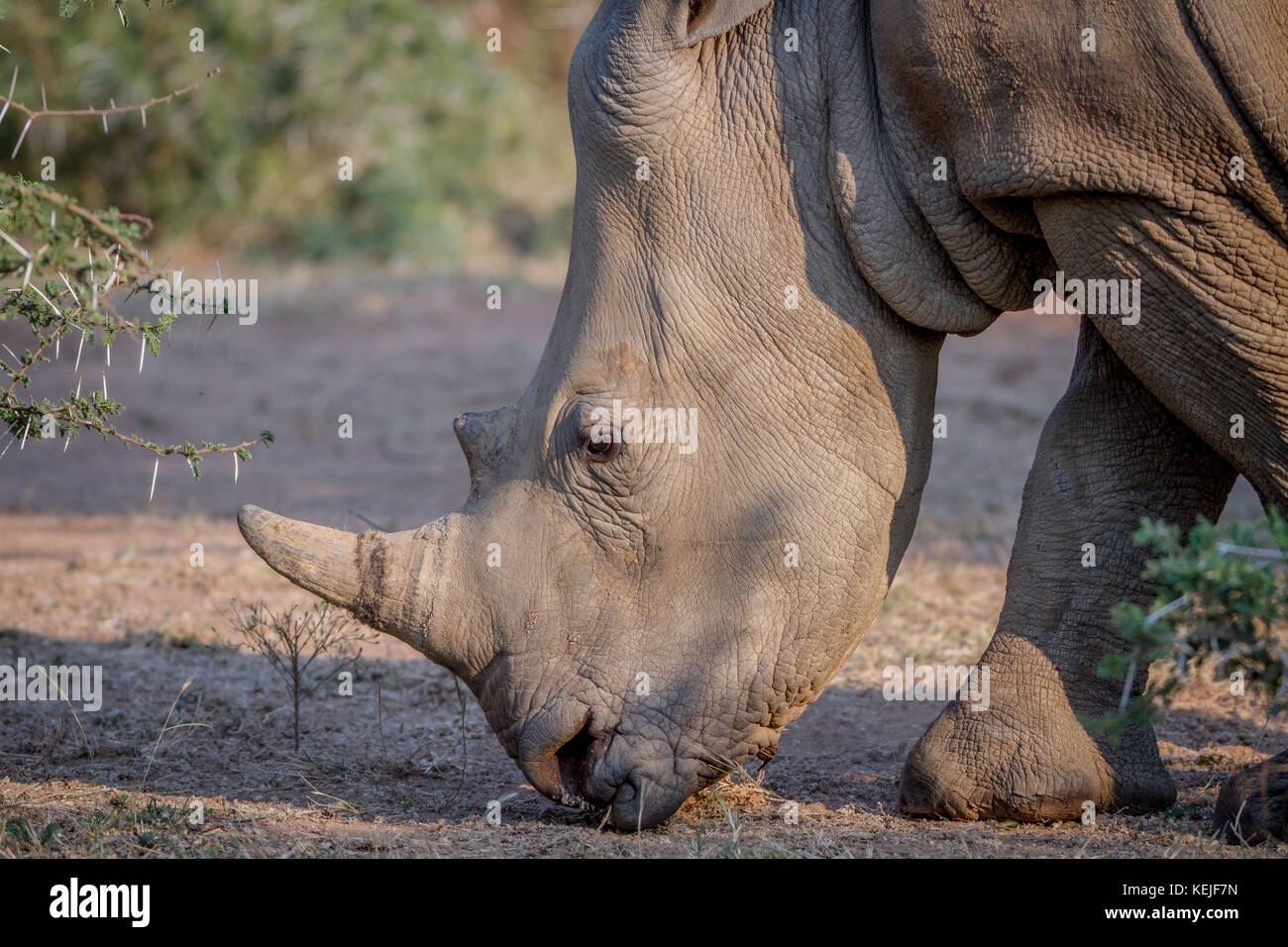 Side profile of a White rhino in South Africa Stock Photo - Alamy