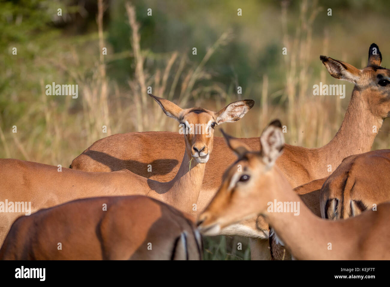 Female Impala in a herd stares at the camera in the Pilanesberg ...