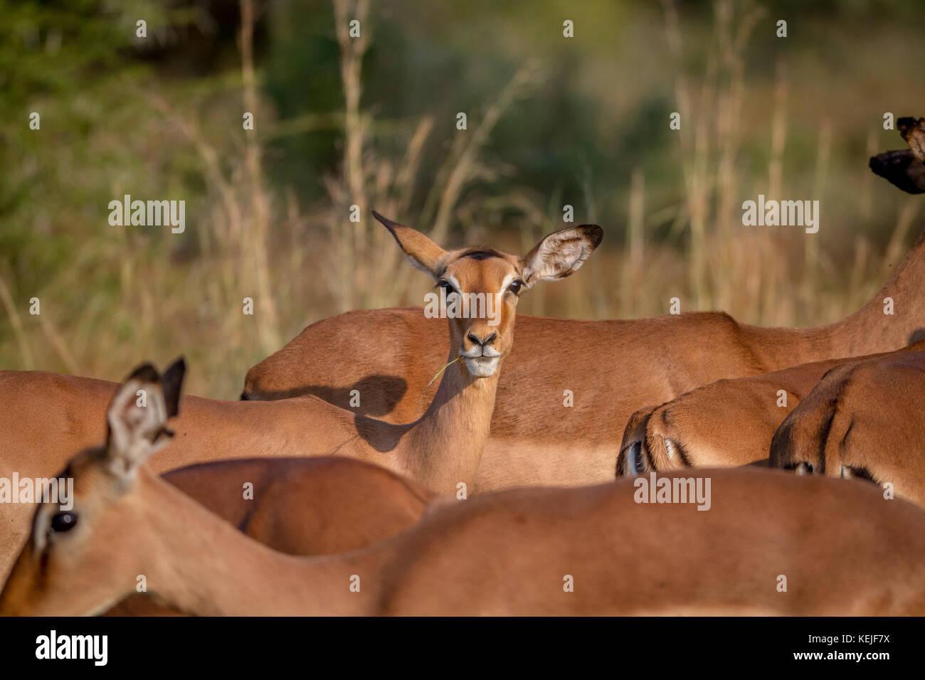 Female Impala in a herd stares at the camera in the Pilanesberg ...