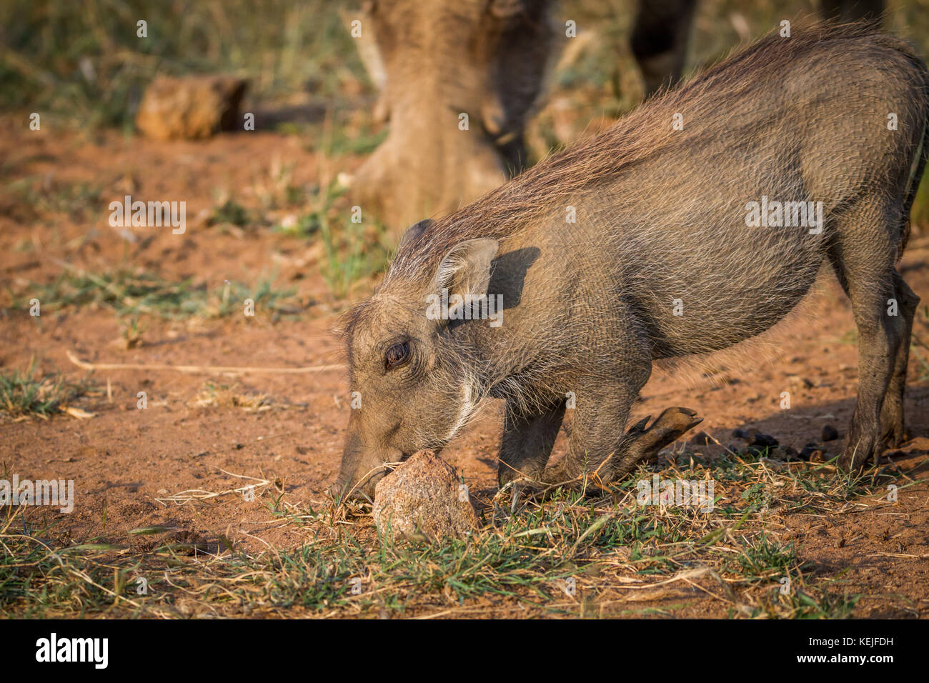 Phacochoreus africanus hi-res stock photography and images - Alamy