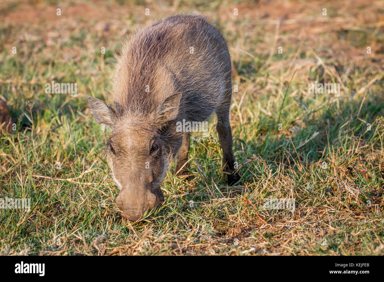 Phacochoreus africanus hi-res stock photography and images - Alamy