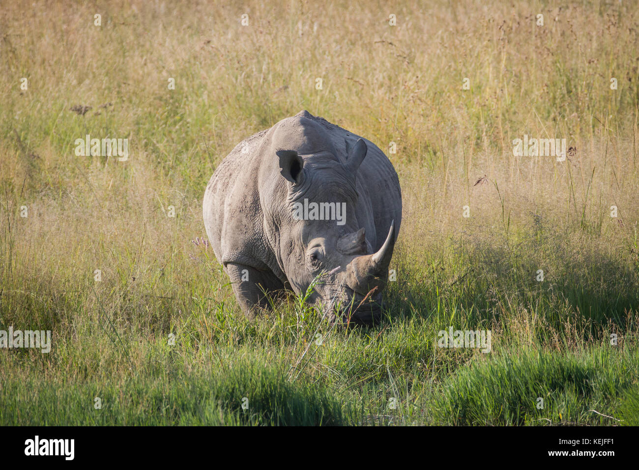 White rhino bull standing in the grass in South Africa Stock Photo - Alamy
