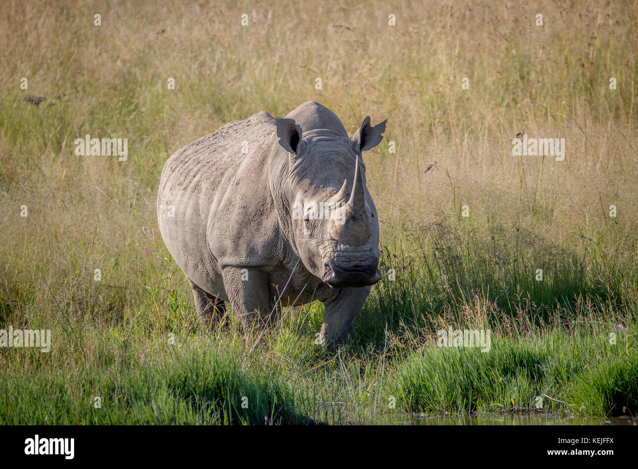 White rhino bull standing in the grass by the water in South Africa ...