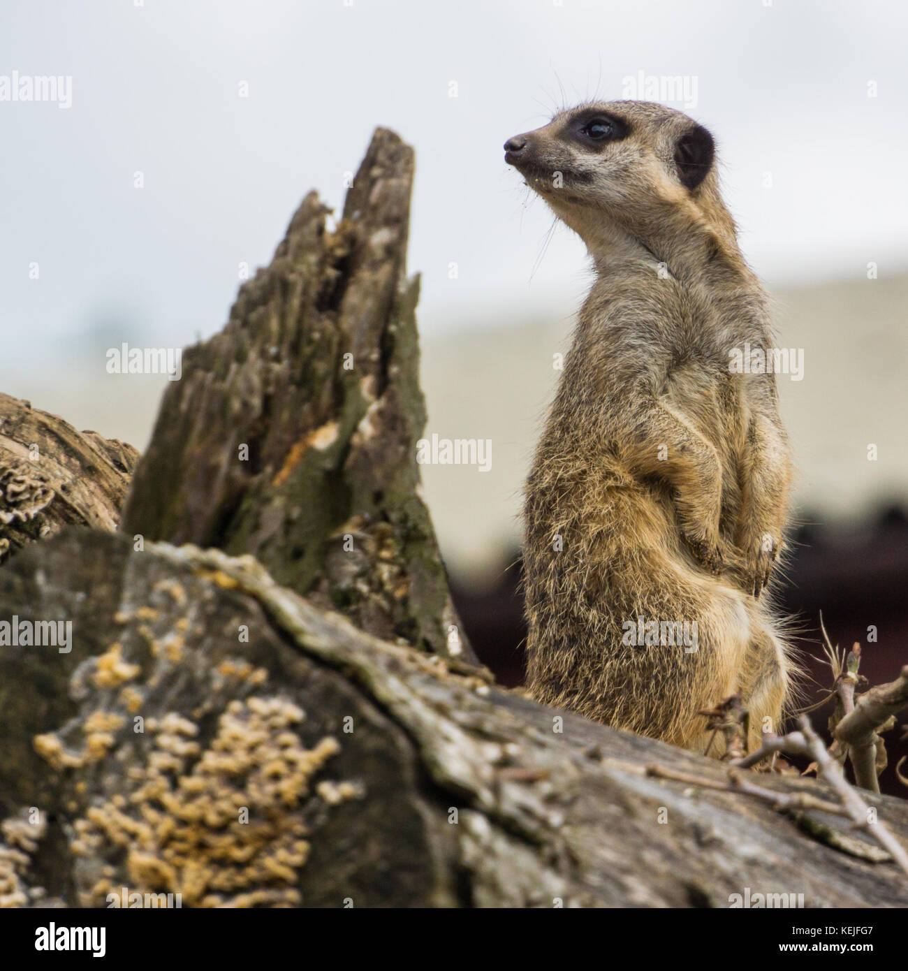 A meerkat stays alert for danger Stock Photo - Alamy