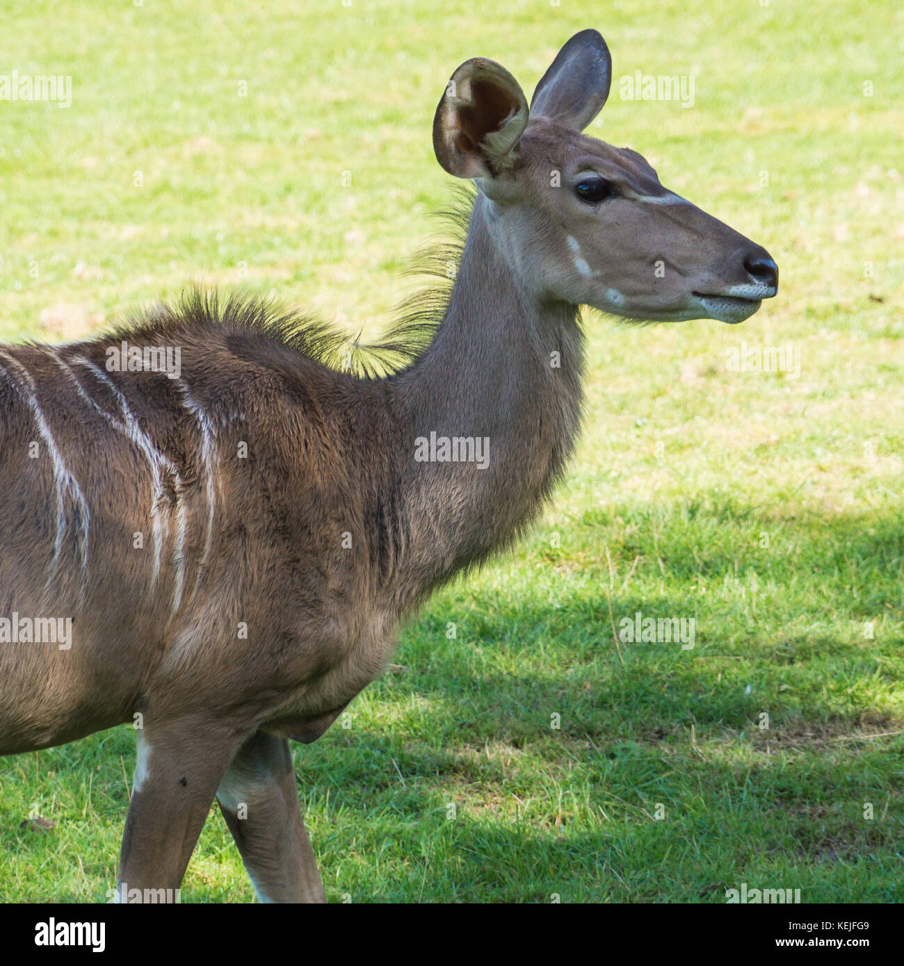 A portrait of a kudu Stock Photo - Alamy