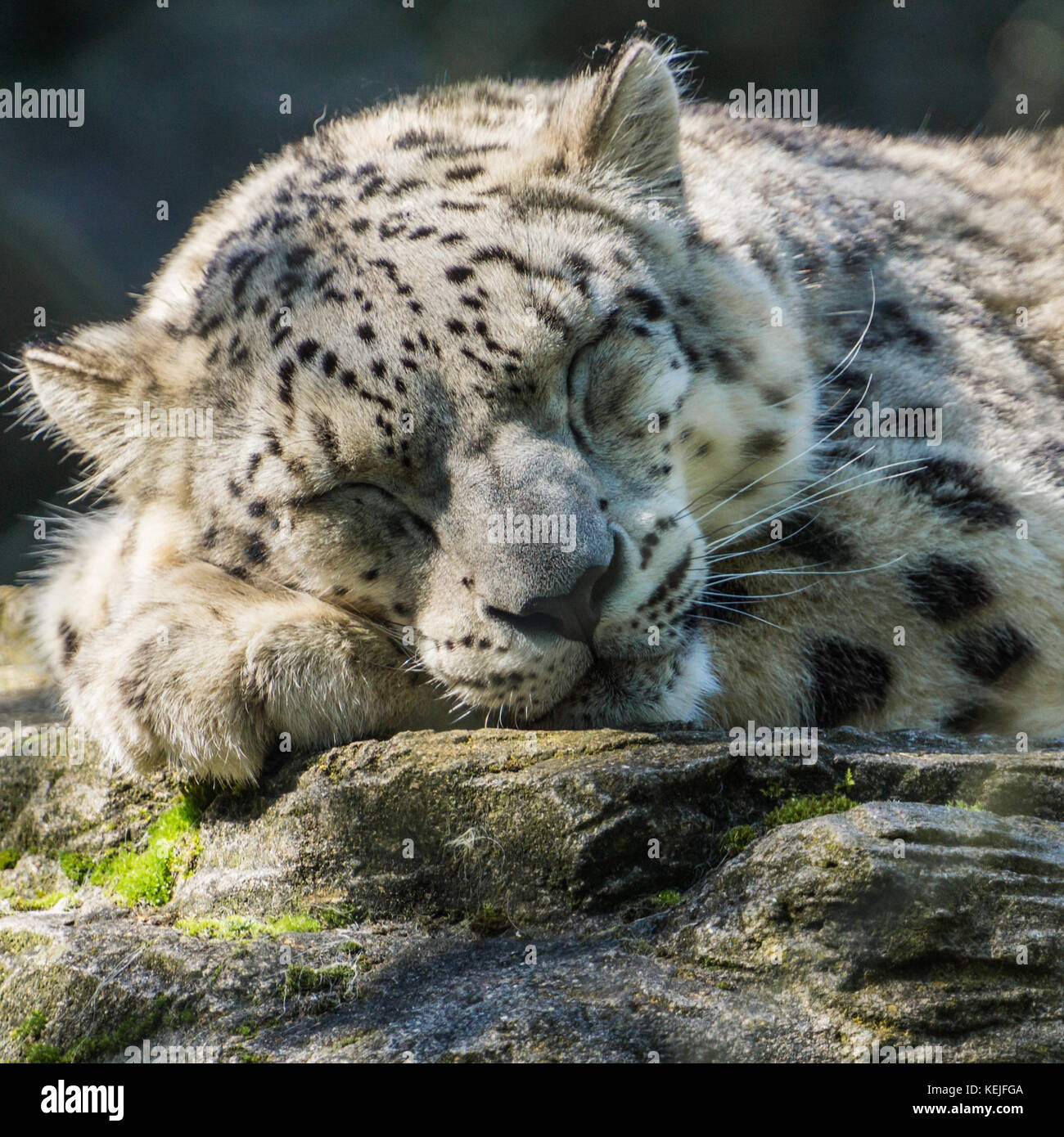 A snow leopard has a bit of a snooze Stock Photo - Alamy