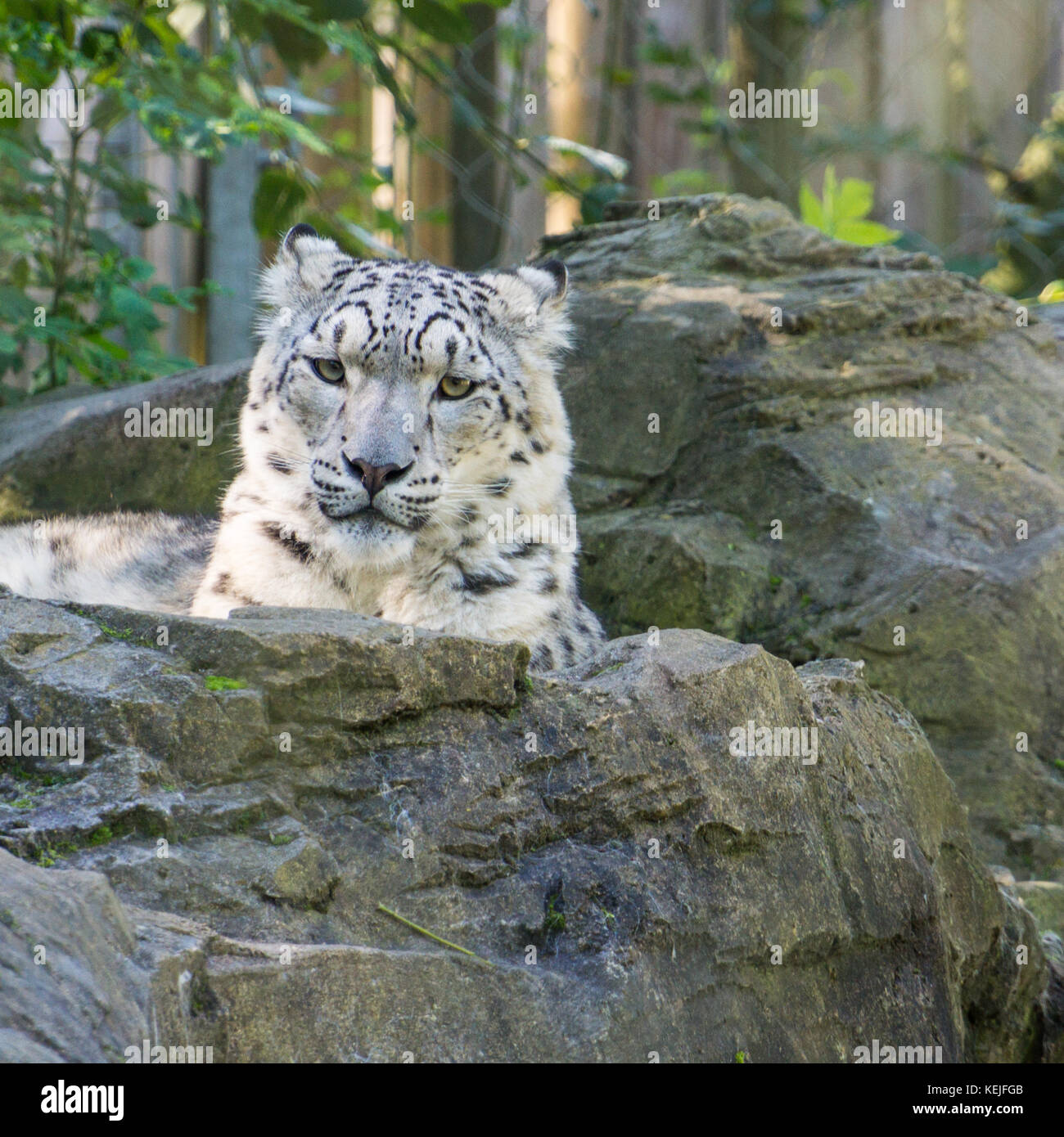 A snow leopard sits on a rock Stock Photo - Alamy