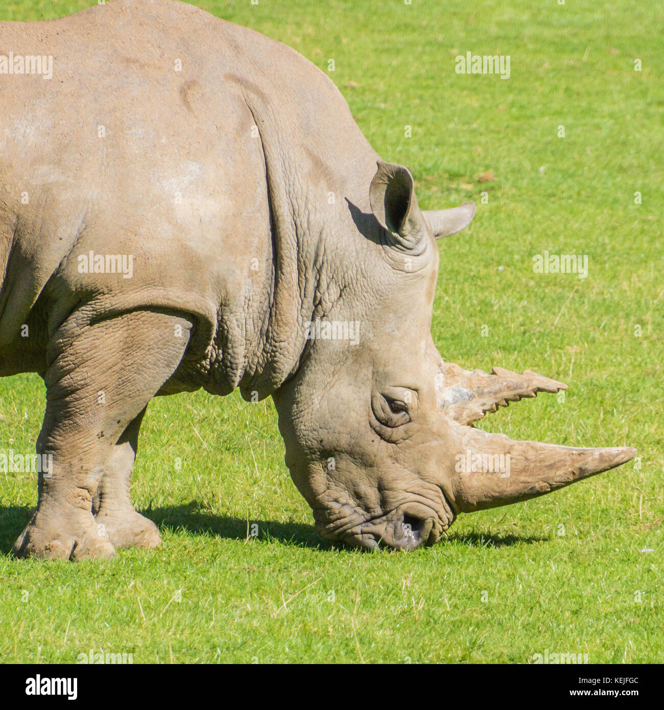 Rhino in field of grass hi-res stock photography and images - Alamy