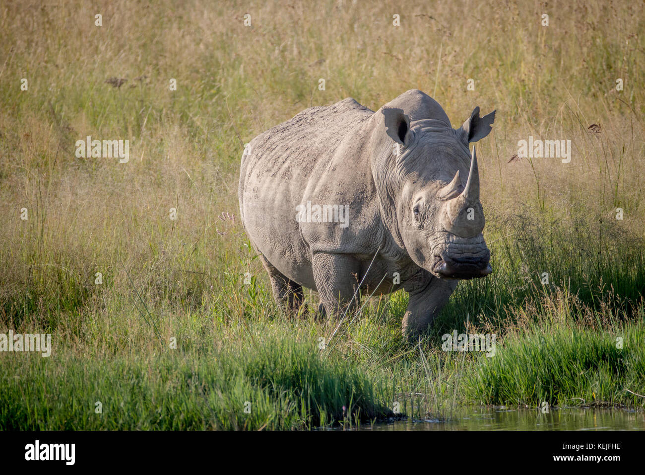 White rhino bull standing in the grass by the water in South Africa ...