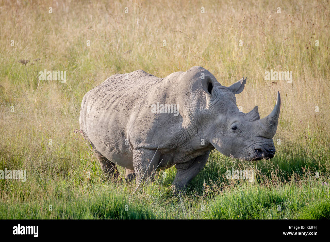 White rhino bull standing in the grass in South Africa Stock Photo - Alamy