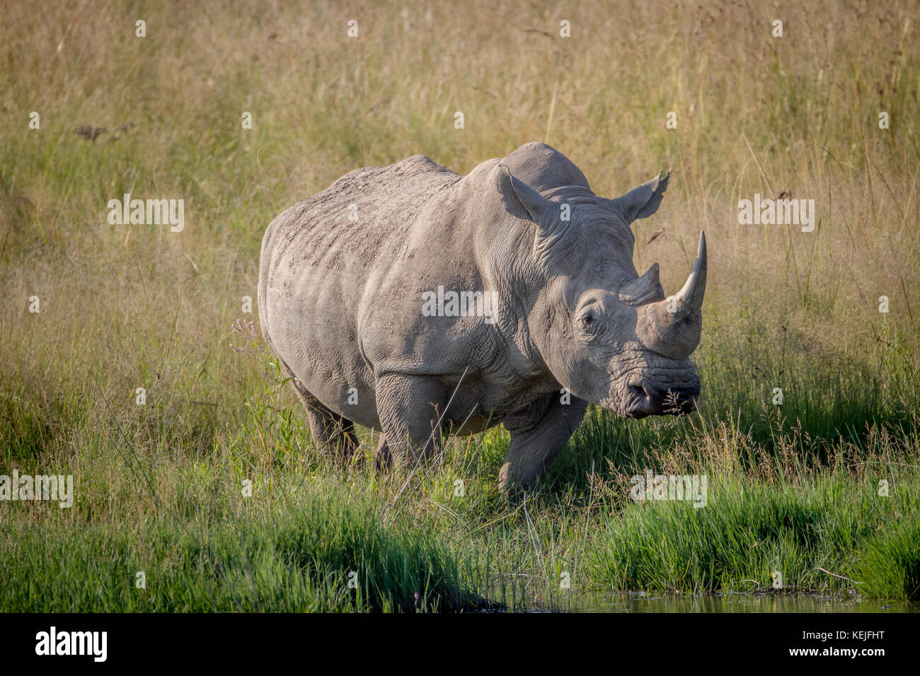 White rhino bull standing in the grass by the water in South Africa ...